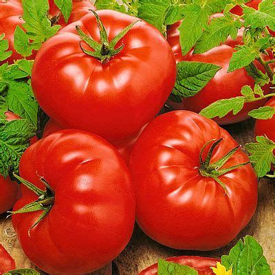 Продаются помидоры — Agro-Uzbekistan