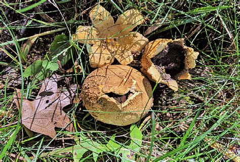 Scleroderma Flavidum Gelblicher Hartbovist Auf Briefmarken