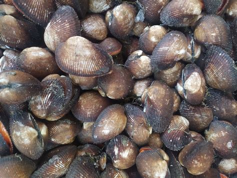 Blood Cockle Seafood Free Photo On Pixabay