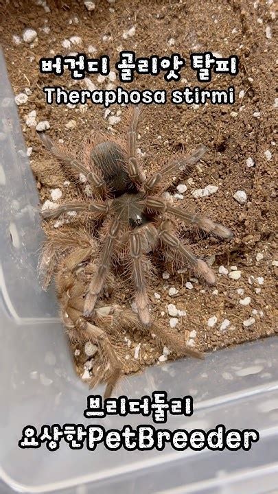 버건디 골리앗 버드이터 탈피 Theraphosa Stirmi Goliath Birdeater Tarantula Youtube