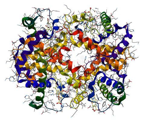 Hemoglobin Molecule 3d Model Stock Illustration Image 25517522