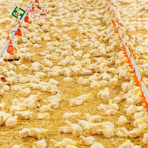 High Strength Manual Poultry Feeder And Drinker For Farming Broiler