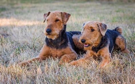 Airedale Terrier The King Of Terriers A Complete Guide To