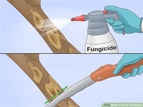 How To Grow Cinnamon With Pictures WikiHow