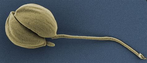 Leishmania — Gluenz Lab