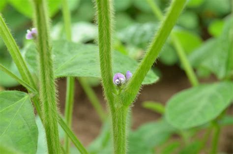 【カメムシ類対策】水稲・枝豆に使える農薬は？ 効果を高める防除方法も解説 Minorasu ミノラス 農業経営の課題を解決するメディア
