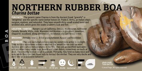 Charina Bottae Northern Rubber Boa Cards And Enclosure Labels