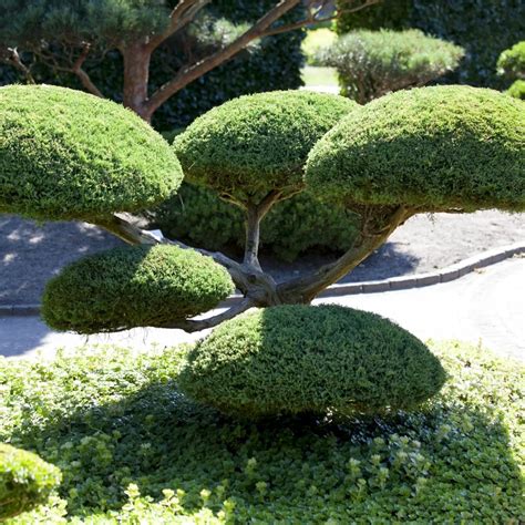 Juniper Mint Julep Pom Pom Knippel Garden Centre