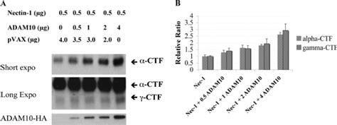 The Selective Accumulation Of Nectin 1 ␣ Ctf By Adam10 A Cos 7