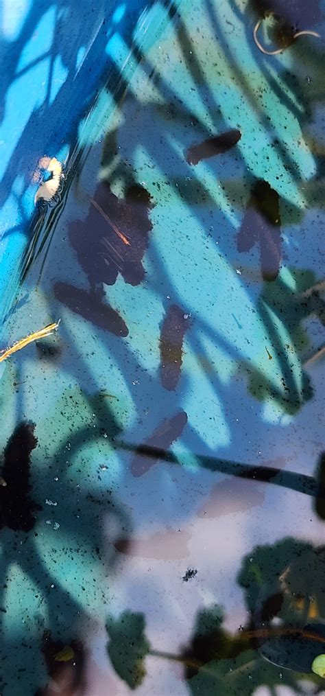 Walks On Bottom Of Pool Lives In Slimy Mud Mud Cocoons R Whatsthisbug