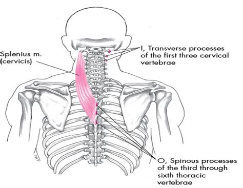 Semispinalis Thoracis Origin And Insertion