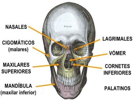 Vómer Qué Es Significado Dónde Está Función Y Alteraciones