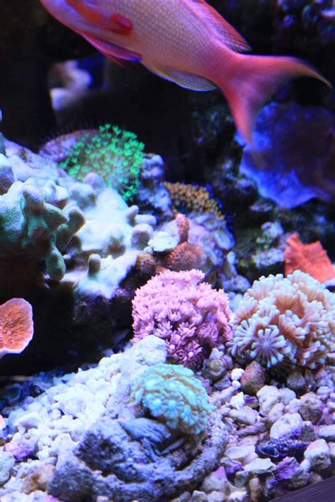 Build Thread Mattdg S G SPS Mixed Reef Build And Progress Page Reef Reef