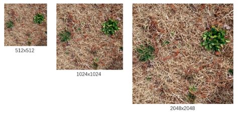 Transformer Based Weed Segmentation For Grass Management