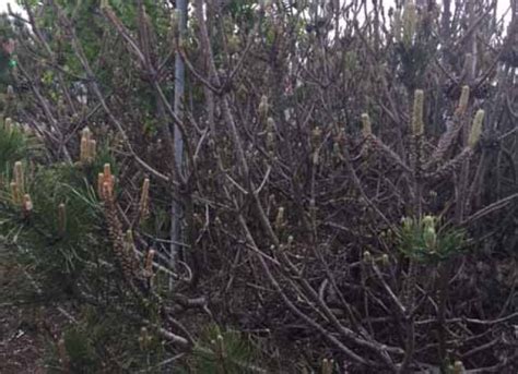 European Pine Sawfly College Of Agricultural Sciences