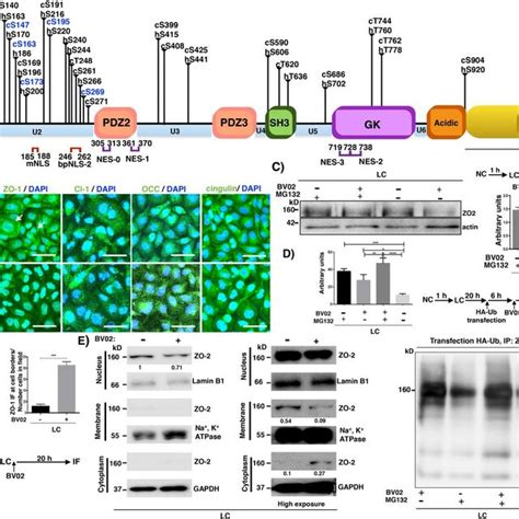 Activation Of The Casrpkcε Signaling Pathway Reduces The Cytoplasmic