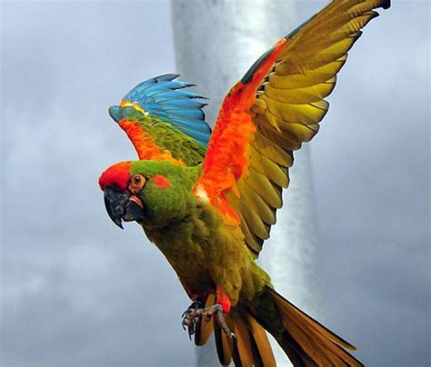 Macaws Endangered And Extinct Species
