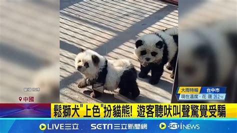 鬆獅犬上色扮貓熊 遊客聽吠叫聲驚覺受騙 中國動物園無極限 鬆獅犬染色扮國寶騙票│【全球關鍵字】20240921│三立inews