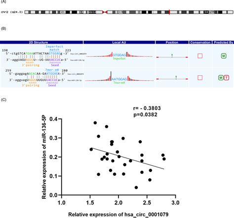 Interaction Between Hsacirc0001079 And Hsa‐mir‐136‐5p In Aga A