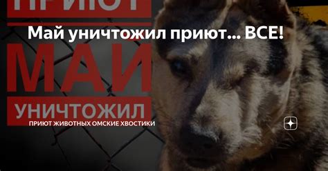 Май уничтожил приют ВСЕ Приют животных Омские Хвостики Дзен