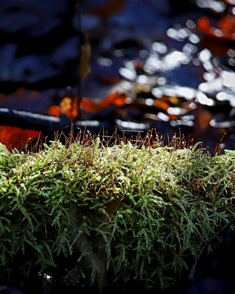 苔藓 地衣 绿色 Pixabay上的免费照片 Pixabay