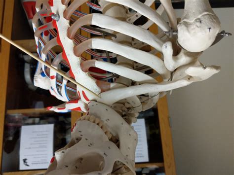 Bones Part Flashcards Quizlet Bones Part Flashcards Quizlet