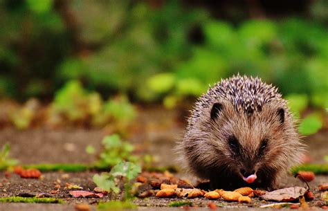 Free Images Nature Prickly Cute Wildlife Meal Autumn Mammal Garden Rodent Fauna