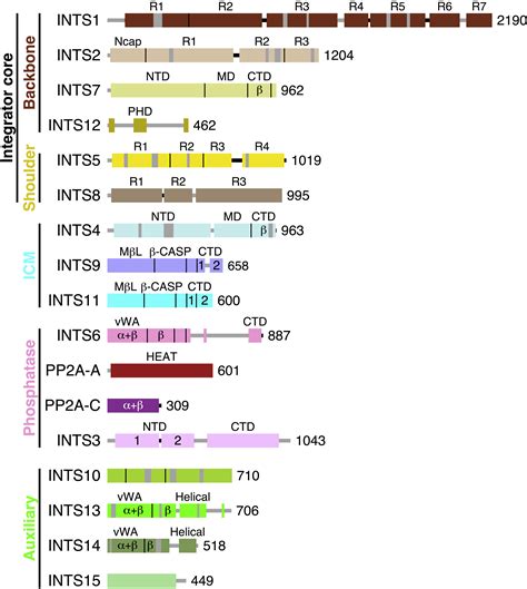 Integrator Is A Global Promoter Proximal Termination Complex Molecular Cell