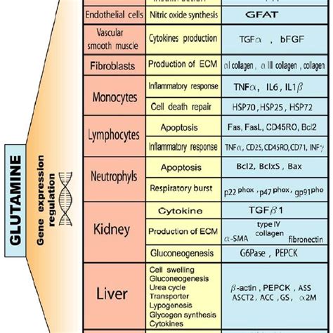 Schematic Representation Of The Glutamine Regulated Cell Functions And Download Scientific