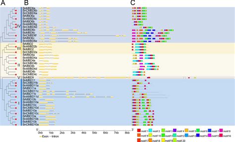 analysis of intron exon and conserved motif characterizations of mbd