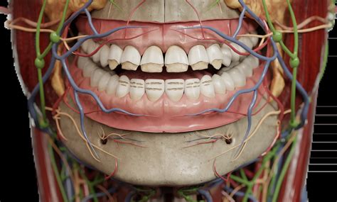 3d Model Of Systemic Enamel Hypoplasia Voka