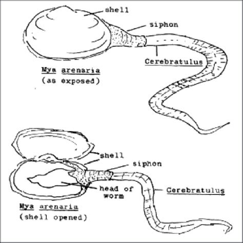 Figure 1 From Milky Ribbon Worm Cerebratulus Lacteus Predation And