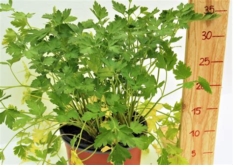 Patrunjel Comun In Ghiveci