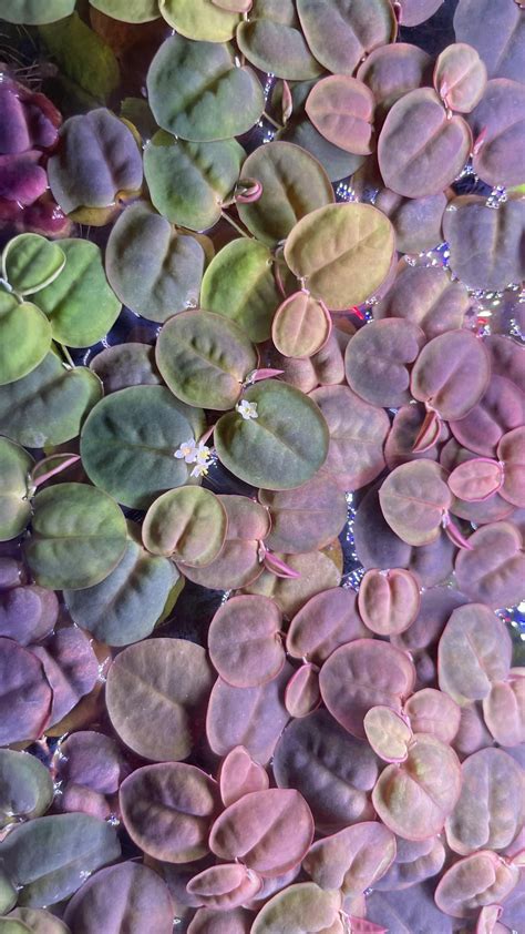 Red Root Floaters Flowered R Plantedtank