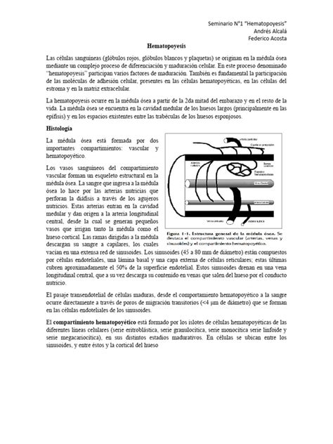 Hematopoyesis Aayfa Pdf Hueso Hematopoyesis