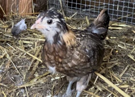 Bantam Easter Egger 6 Weeks Backyard Chickens Learn How To Raise