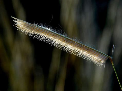 Three Ornamental Native Utah Grasses To Plant In Fall Axios Salt Lake