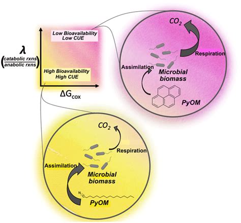 Bg New Bg Letter Potential Bioavailability Of Representative Pyrogenic Organic Matter