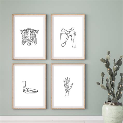 Bundle Extremity Anatomy Posters Minimalistic Upper Limb Line Drawing