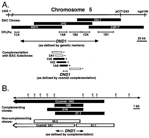 Summary Of Positional Cloning Experiments Leading To Isolation Of The Download Scientific