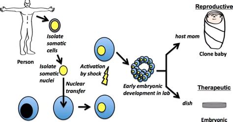 How Human Cloning Work Part 2 HomeOint