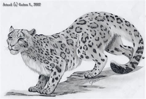 Snow Leopard By Chaoscurry On Deviantart