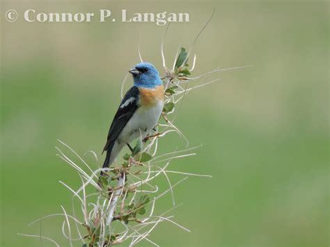 Lazuli Bunting Passerina Amoena Worldwide Birder