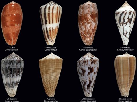 Harpoon Cone Snail Sting