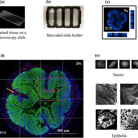Pdf Quantifying Drug Tissue Biodistribution By Integrating High