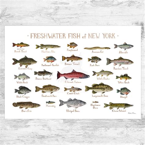 New York Freshwater Fish Field Guide Art Print Fish Nature Study Poster Etsy