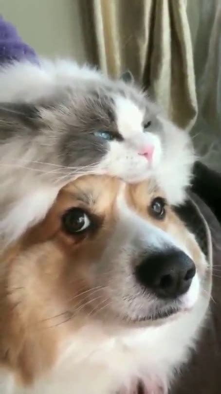 Hes Got His Thinking Cat On Tumbex