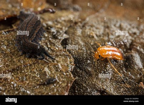 New Zealand Velvet Worm Peripatoides Novaezealandiae Adult With Cockroach Larva Prey