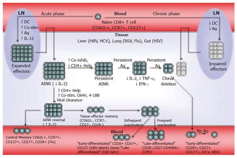 Memory Cd T Cell Differentiation In Viral Infection A Cell For All Seasons