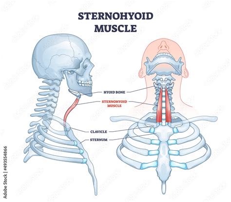 Poster Sternohyoid Muscle Strap Location And Human Neck Muscular System